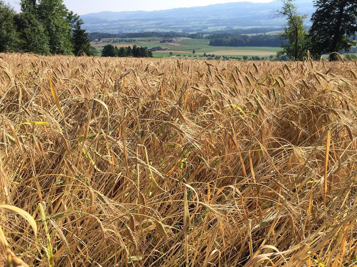 Tipps und Infos für gelungene Backwaren aus Emmer | SBC
