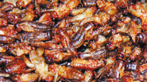 I GRILLI SONO CONSIDERATI NUOVI PRODOTTI ALIMENTARI | SBC